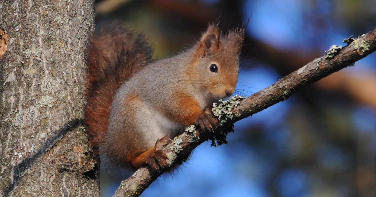 Ekorn - Lære med Skogen
