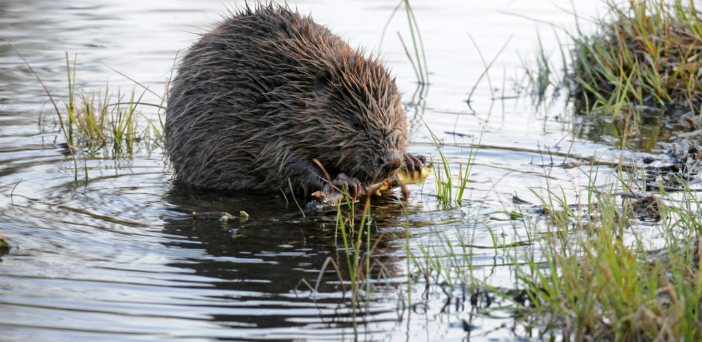 Bever - Lære med Skogen