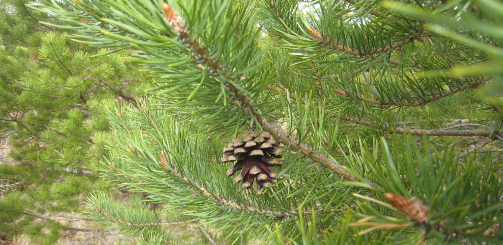 Furu - Lære med Skogen