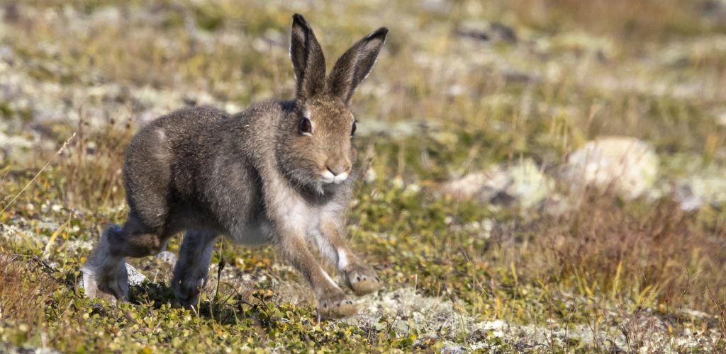 Hare - Lære med Skogen