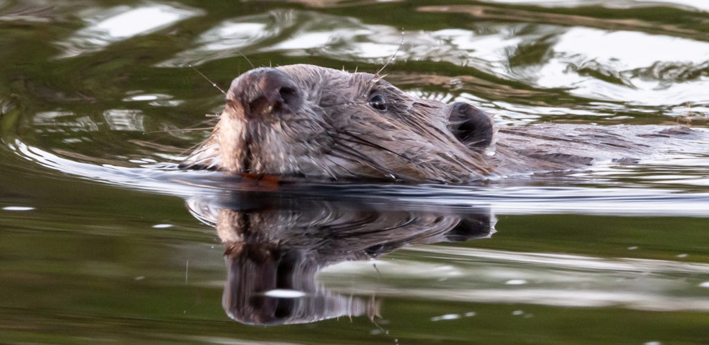 Bever - Lære med Skogen