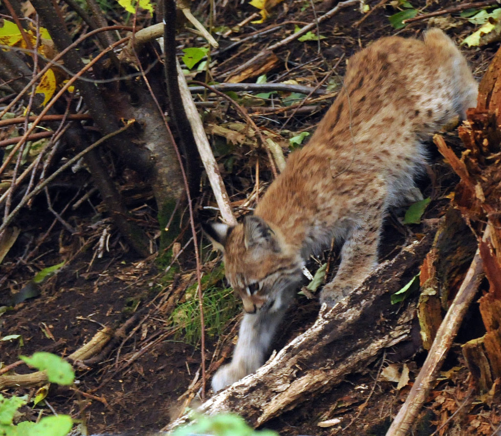 Gaupe - Lære med Skogen