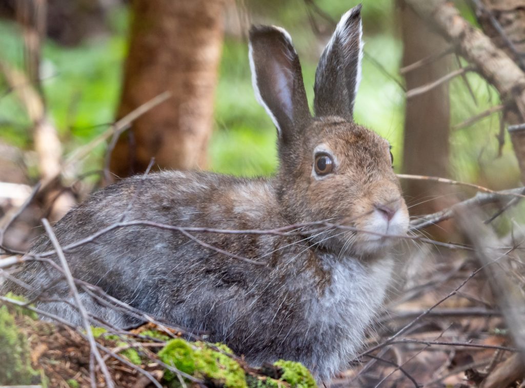 Hare - Lære med Skogen