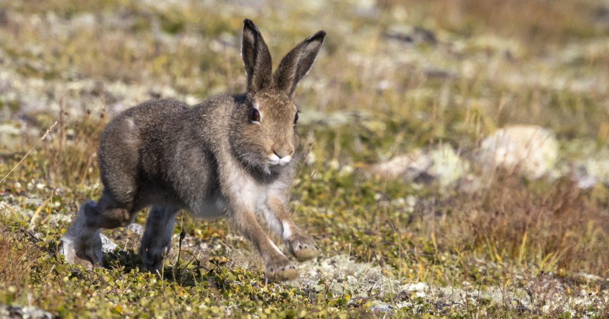 Hare - Lære med Skogen