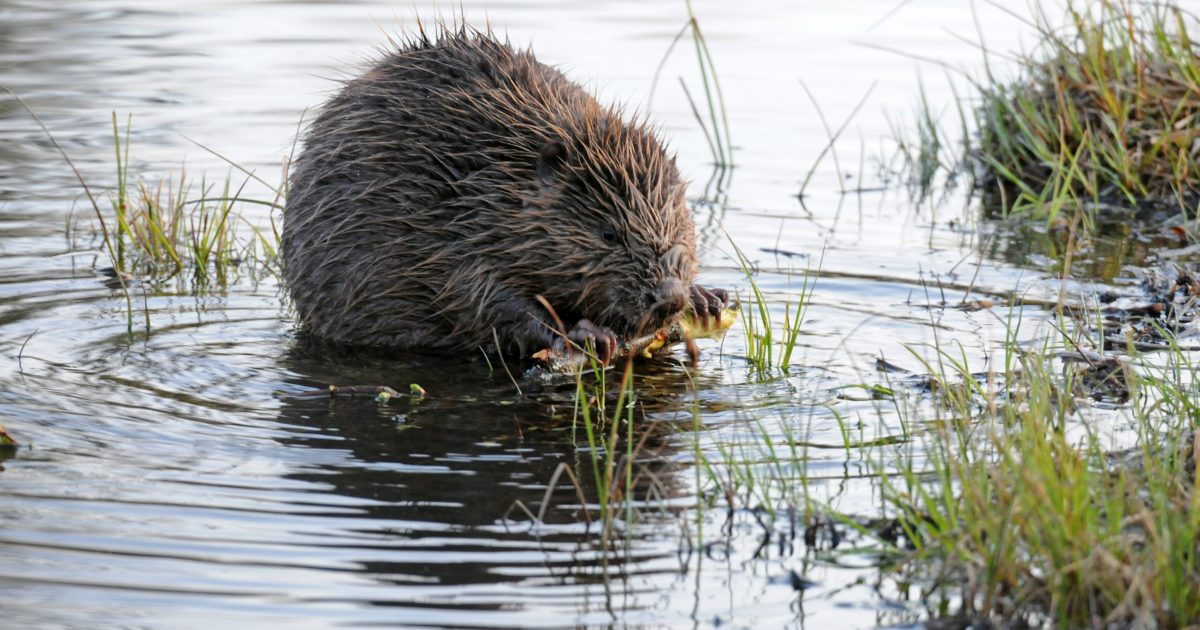 Bever - Lære med Skogen