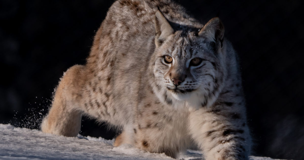 Gaupe - Lære med Skogen