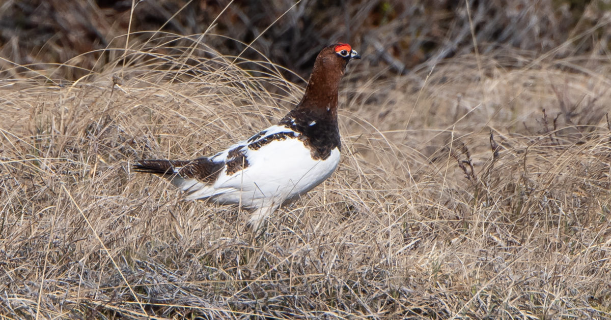 Lirype - Lære med Skogen