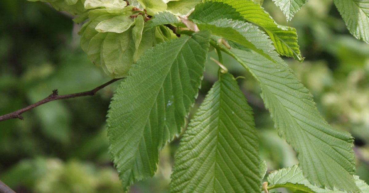 Alm - Lære med Skogen